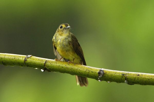 Lambir Hills National Park - Sarawak Forestry Corporation